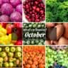 What is in Season in October? Autumn Produce Guide - A Recipe For Fun
